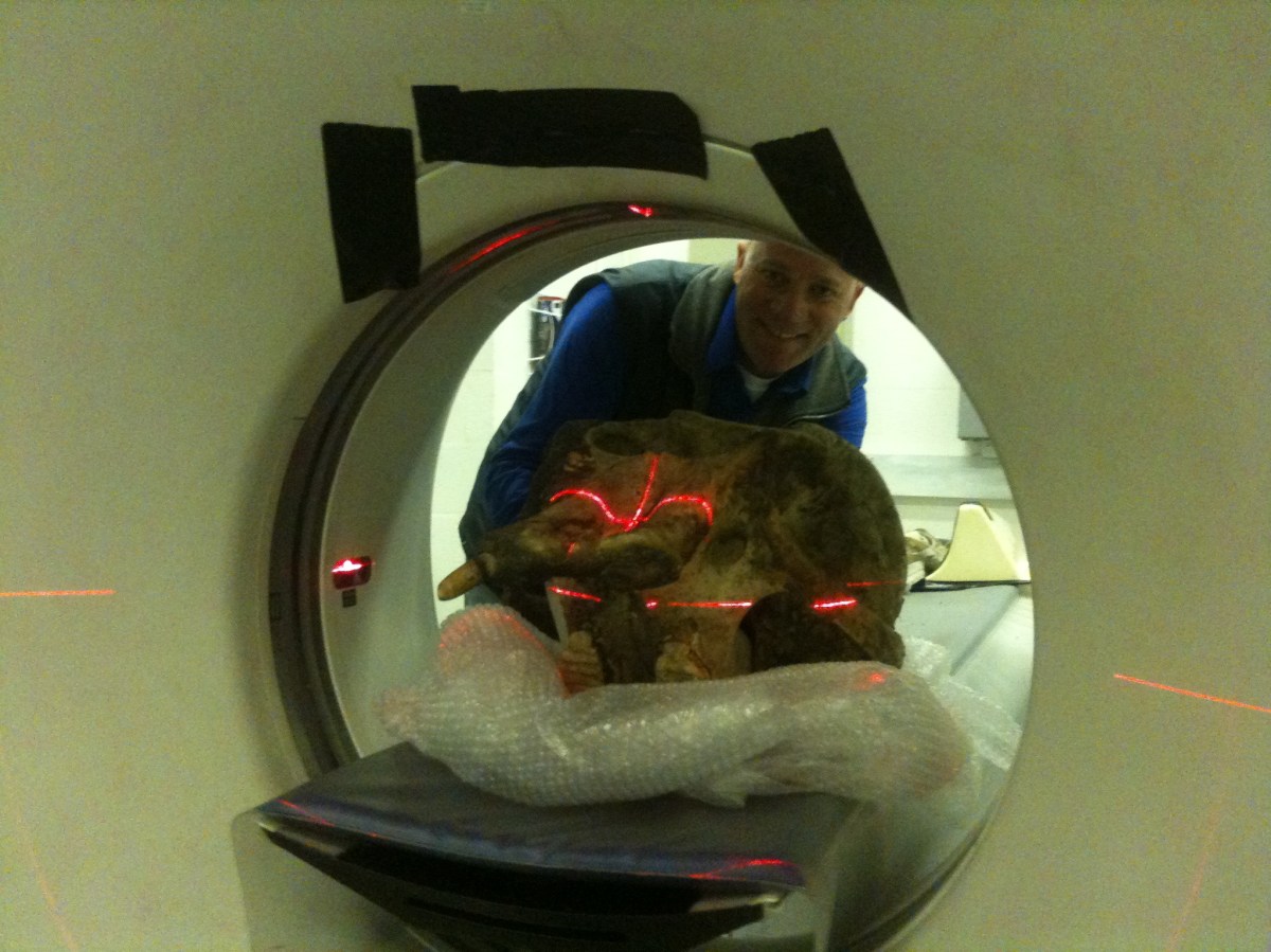 CT scanning an elephant at the Royal Veterinary College | toriherridge.com